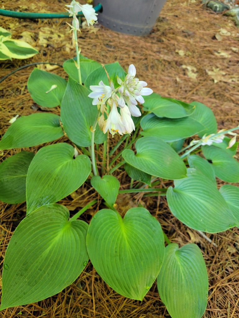 Scented hosta from Anderson, SC 29621 on July 16, 2023 at 10:20 AM by ...
