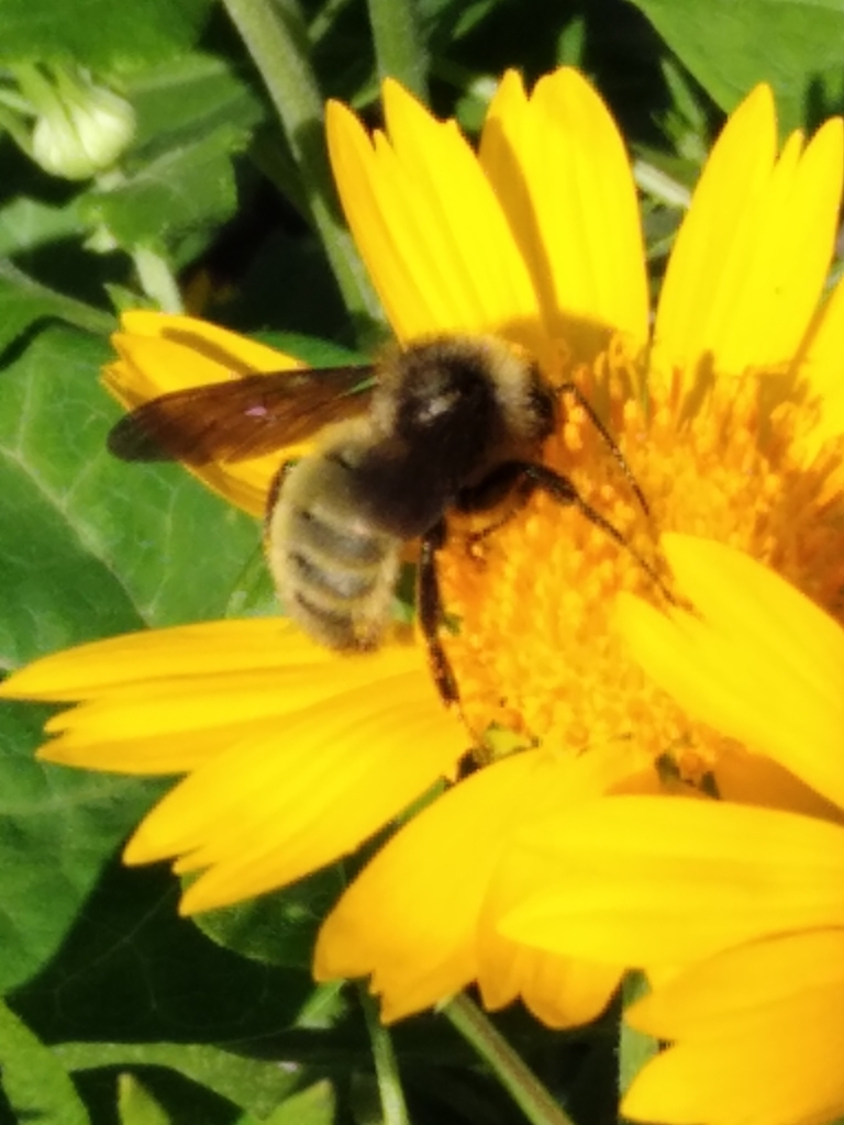American Bumble Bee from Robinson Ave @ NW 7th St, Oklahoma City, OK ...