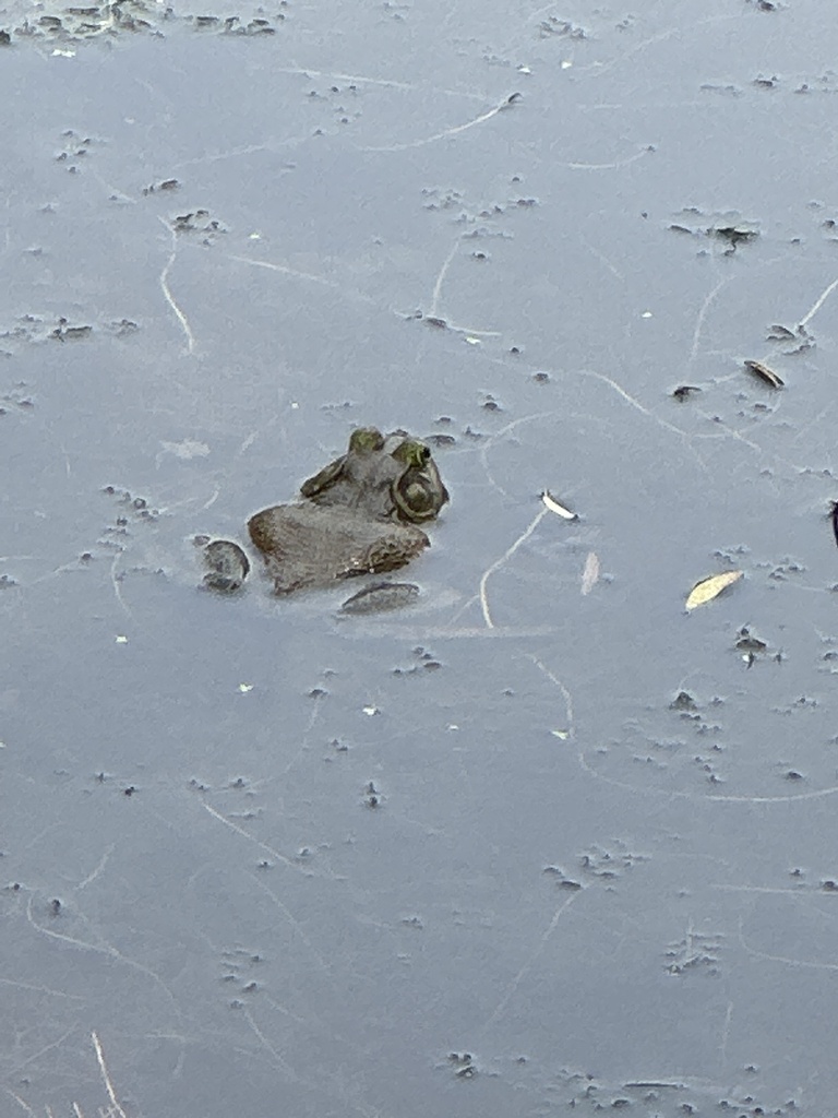 American Bullfrog from Dogwood Way, Little Falls, NJ, US on July 17 ...