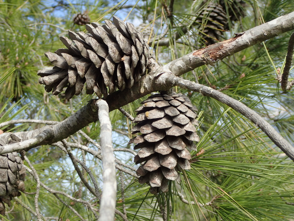 Aleppo pine (Pinus halepensis) - Botanical Realm