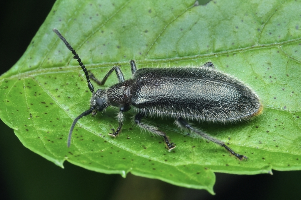 Cerogria popularis from 贵州省贵阳市花溪区荷塘月色 on June 6, 2023 at 05:03 PM by ...