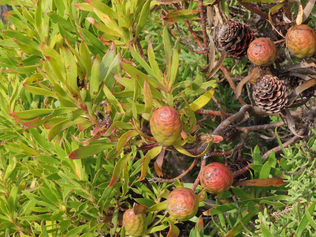 Dune Conebush from False Bay Hospital Grounds on July 14, 2023 at 10:12 ...