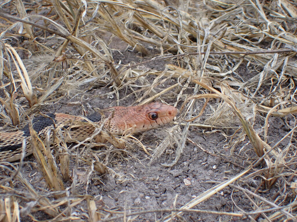 Mexican Bull Snake from Colón Municipality, Querétaro, Qro., Mexico on ...