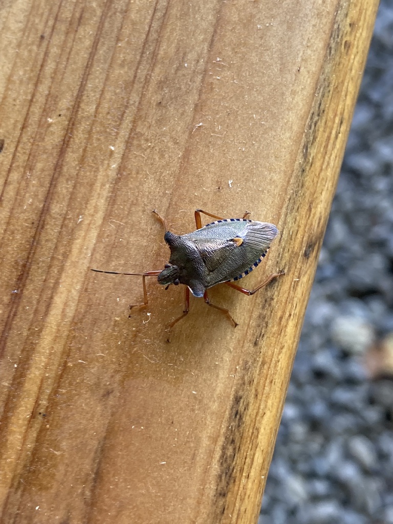 Forest Bug from Via Val di Mello, Val Masino, Lombardy, IT on July 17 ...