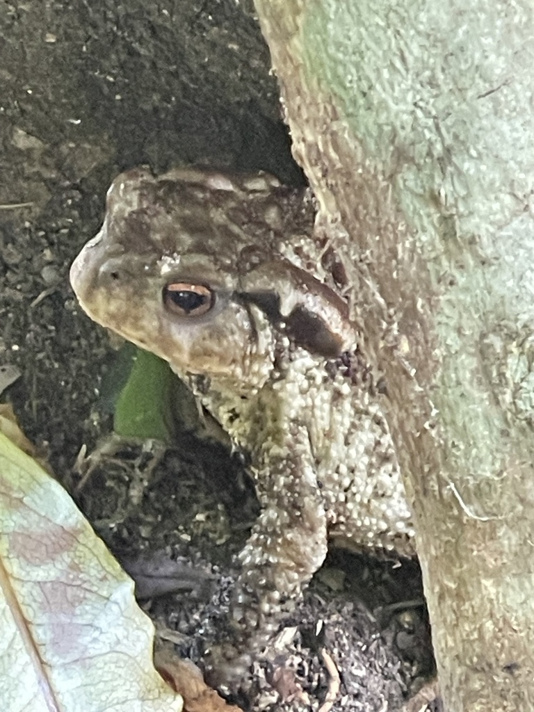 Spiny Toad from Sintra-Cascais Nature Park, Colares, Lisboa, PT on July ...