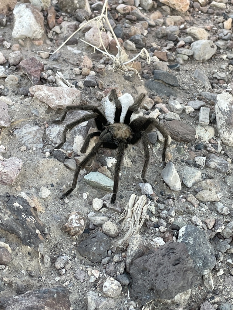 Desert Tarantula from Nye County, NV, USA on October 06, 2022 at 05:58 ...