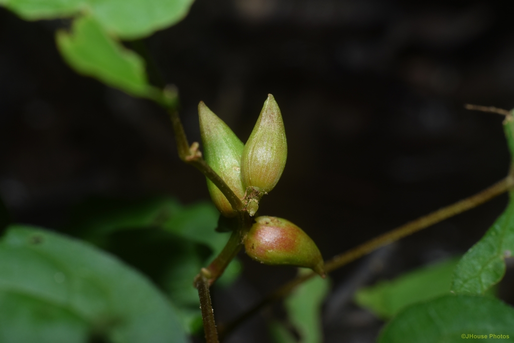 grape filbert gall from Poinsett County, AR, USA on July 17, 2023 at 08 ...