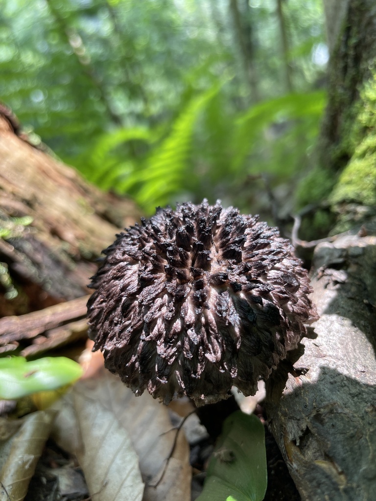 Strobilomyces in July 2023 by levikeszey · iNaturalist