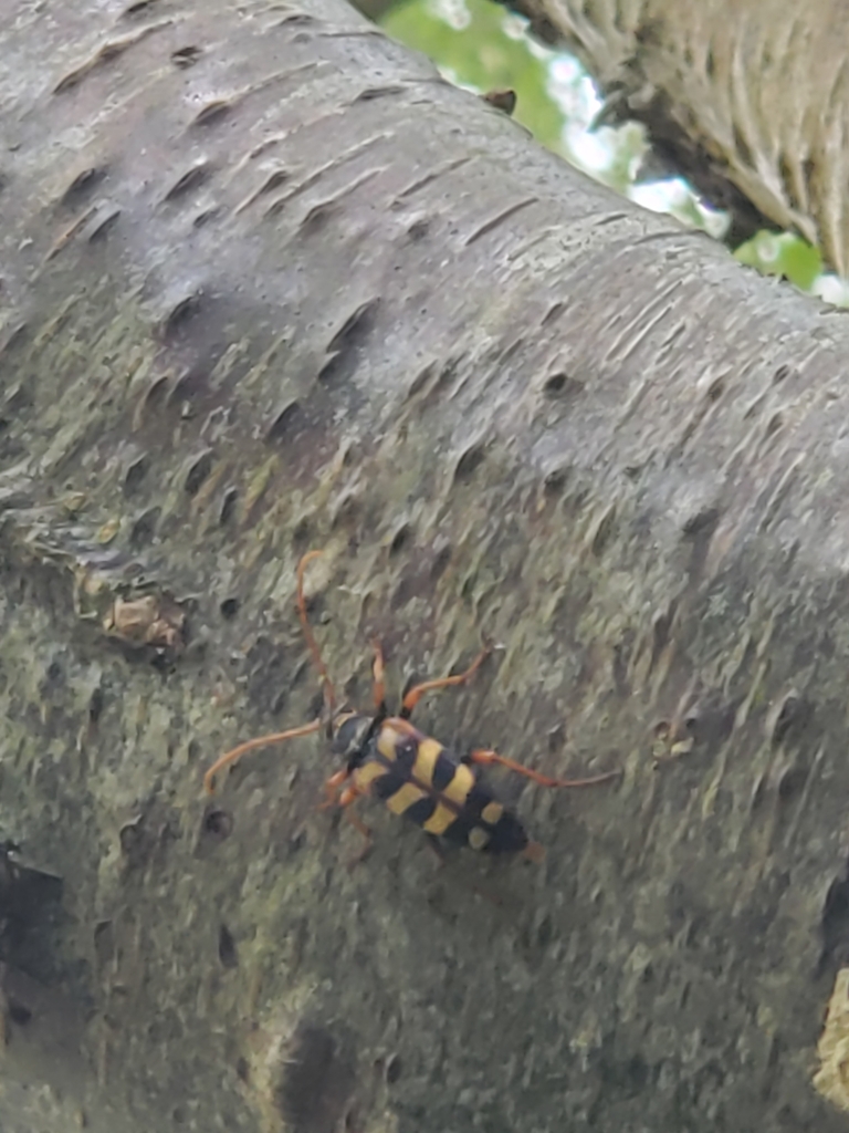 hornet beetle from Eure, Haute-Normandie, FR on July 17, 2023 at 03:45 ...