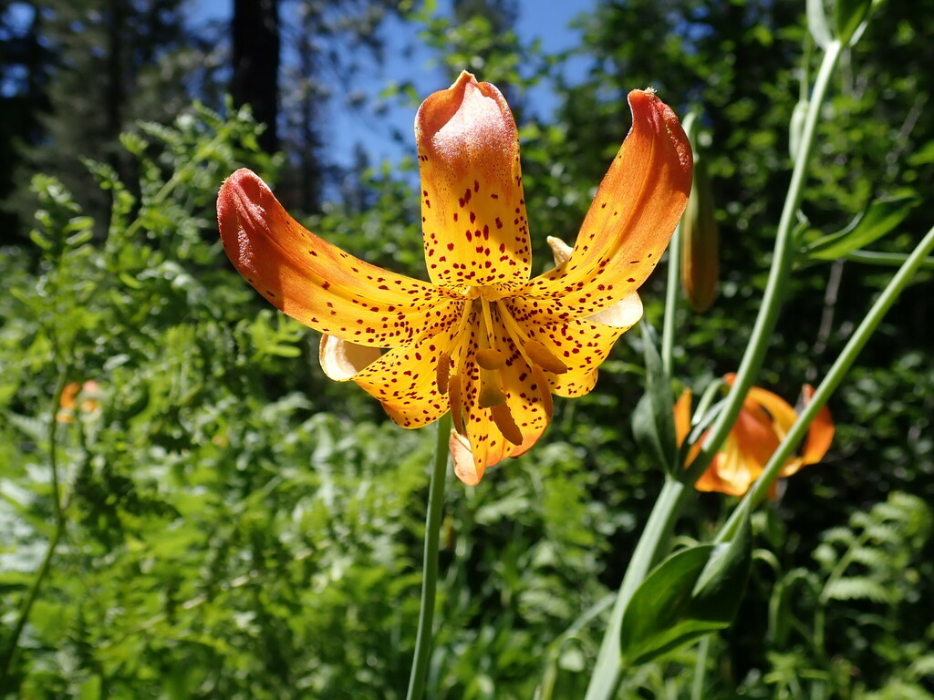 shasta lily from Plumas County, CA, USA on July 15, 2023 at 10:35 AM by ...