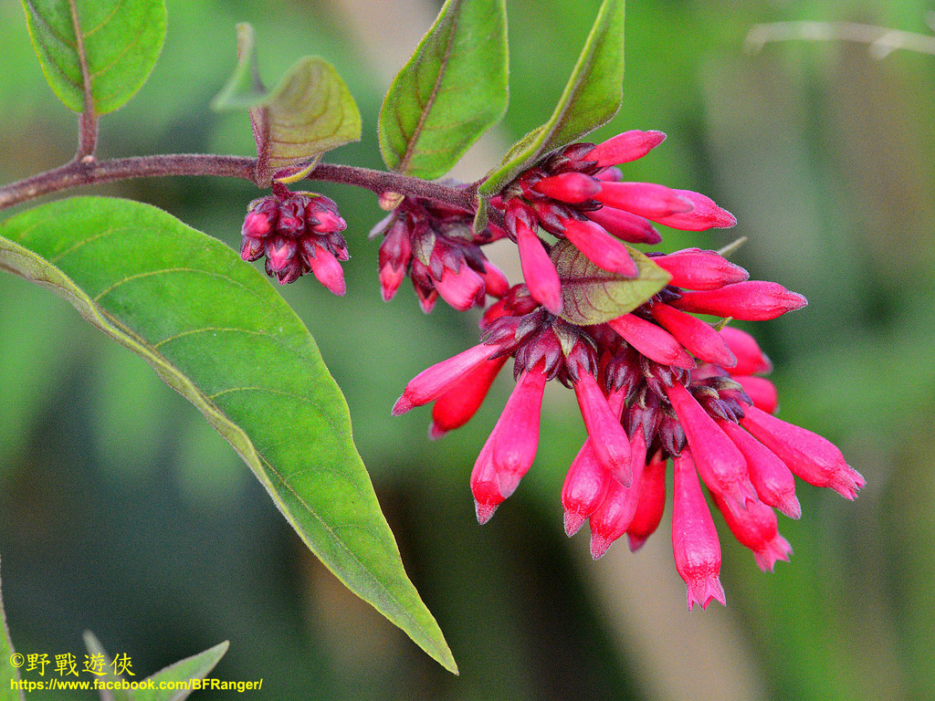 purple cestrum (Budawang Coast plant species Part 1 (A-E)) · iNaturalist