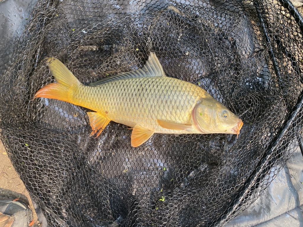 European Carp from Montgomery County, Chesapeake and Ohio Canal ...