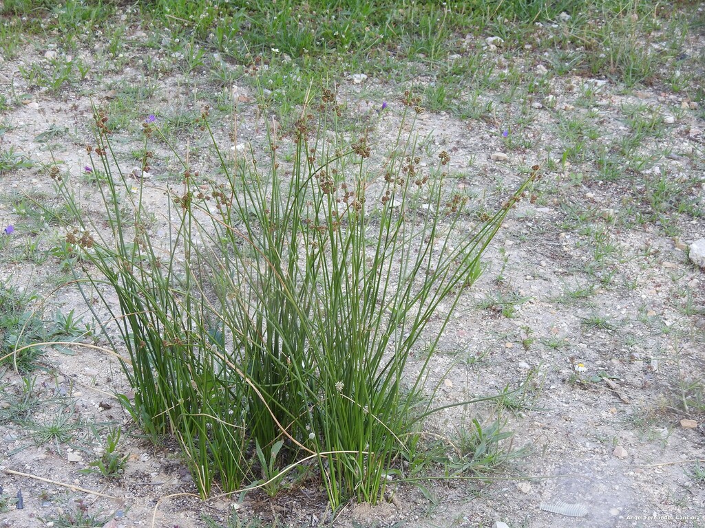 Round-headed Clubrush from Sanchinarro, Madrid, España on June 13, 2023 ...