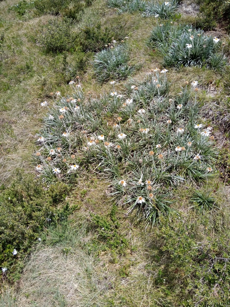 herbfield Celmisia from Falls Creek Victoria 3699, Australien on ...