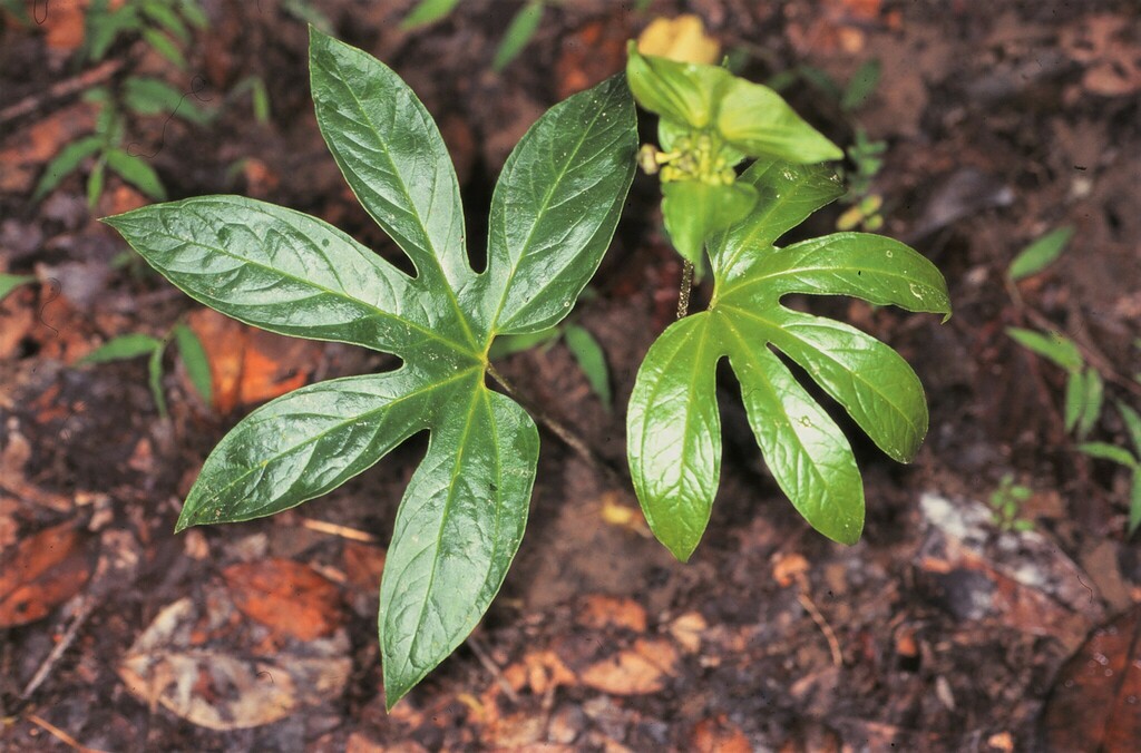 Tacca palmata from Thung Khai, Yan Ta Khao District, Trang 92140 ...