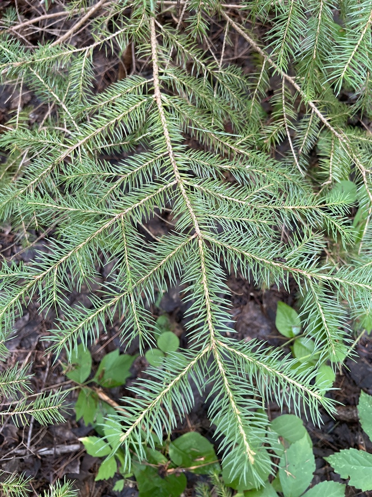 red spruce from North St, Northampton, MA, US on July 17, 2023 at 12:29 ...