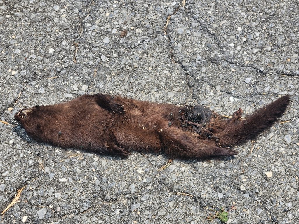 American Mink from Middletown, MD 21769, USA on July 17, 2023 at 12:58 ...