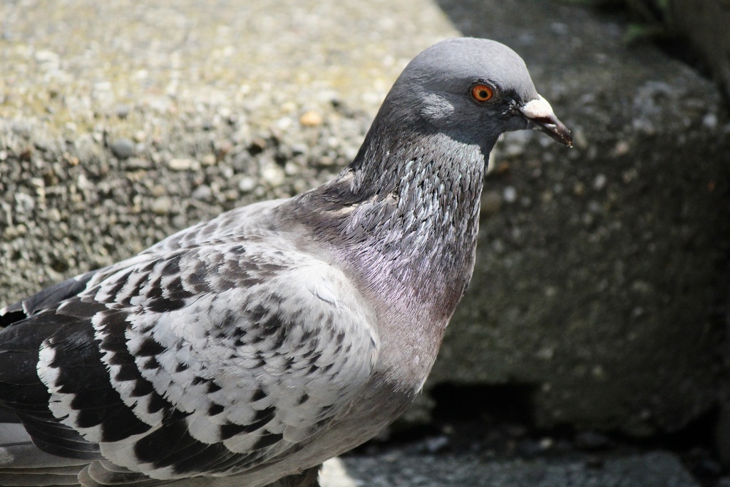 Feral Pigeon from Moritzstraße, Ingolstadt, Bavaria, DE on July 17 ...