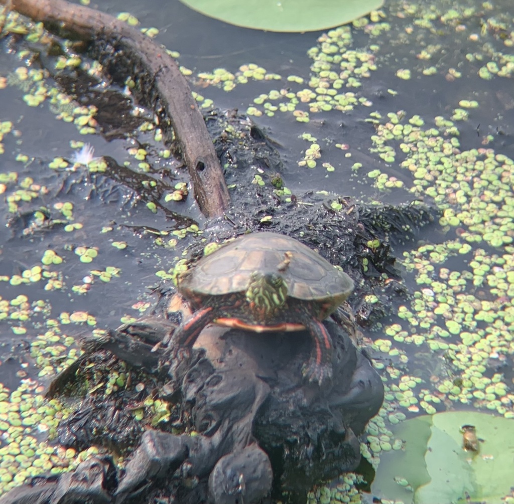 Midland Painted Turtle from Lake Pond, Leamington, ON, CA on July 16 ...