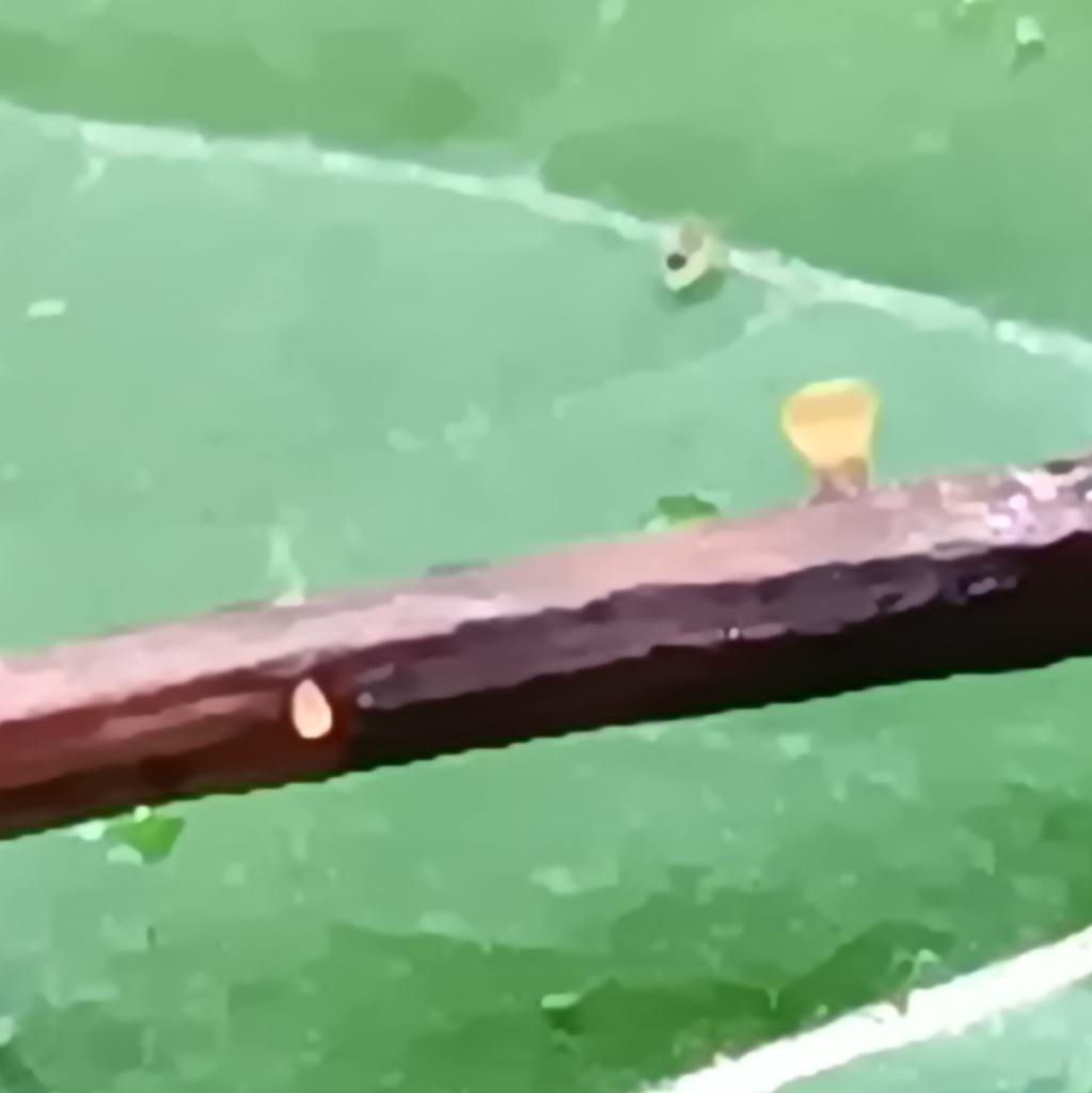 Dacrymyces from Otsego County, NY, USA on July 11, 2023 at 09:12 AM by ...