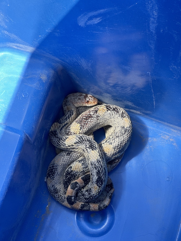 Mexican Bull Snake from Colón, Querétaro, MX on July 17, 2023 at 11:10 ...