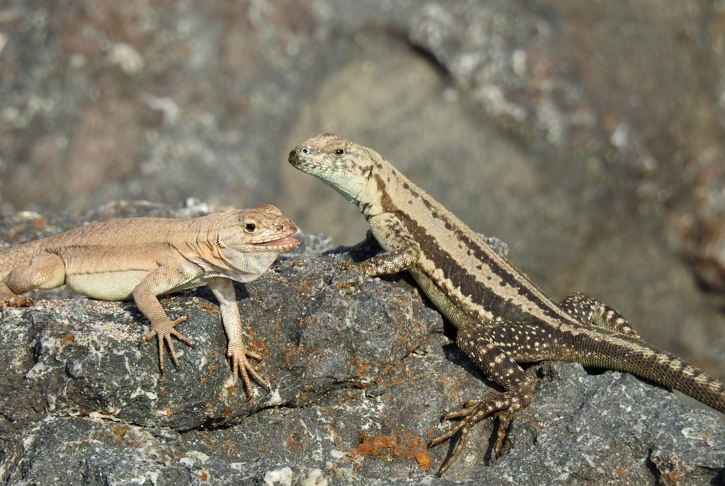 Yanez's Lava Lizard from Arica, Arica y Parinacota, Chile on March 21 ...