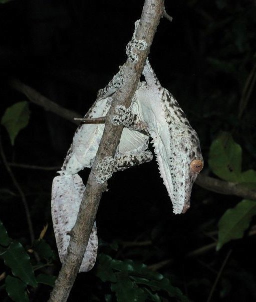 Henkel's Leaf-tailed Gecko in November 2007 by Nick Block · iNaturalist