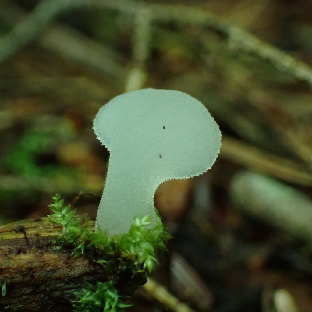 Toothed Jelly Fungus from Otsego County, NY, USA on July 17, 2023 at 08 ...
