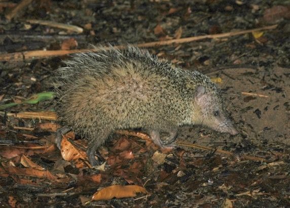 Tailless Tenrec (Tenrec ecaudatus) - Know Your Mammals