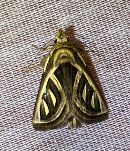 Ankale grammodes · iNaturalist United Kingdom