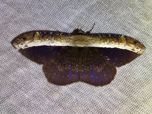 Hemeroblemma isione · iNaturalist