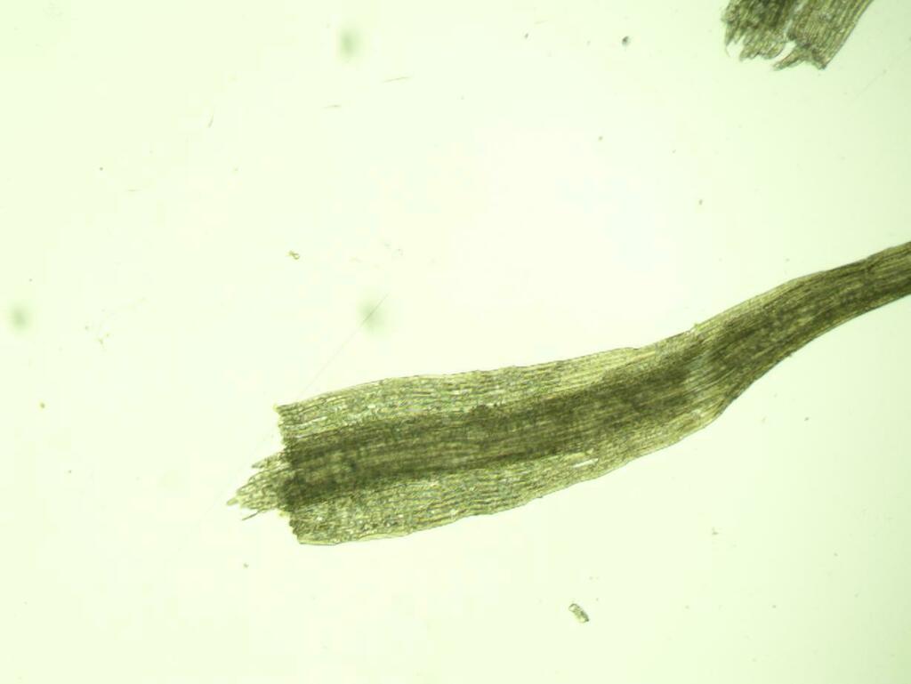 Golden Thread-moss from Williamsburg, VA, USA on January 1, 2021 at 01: ...