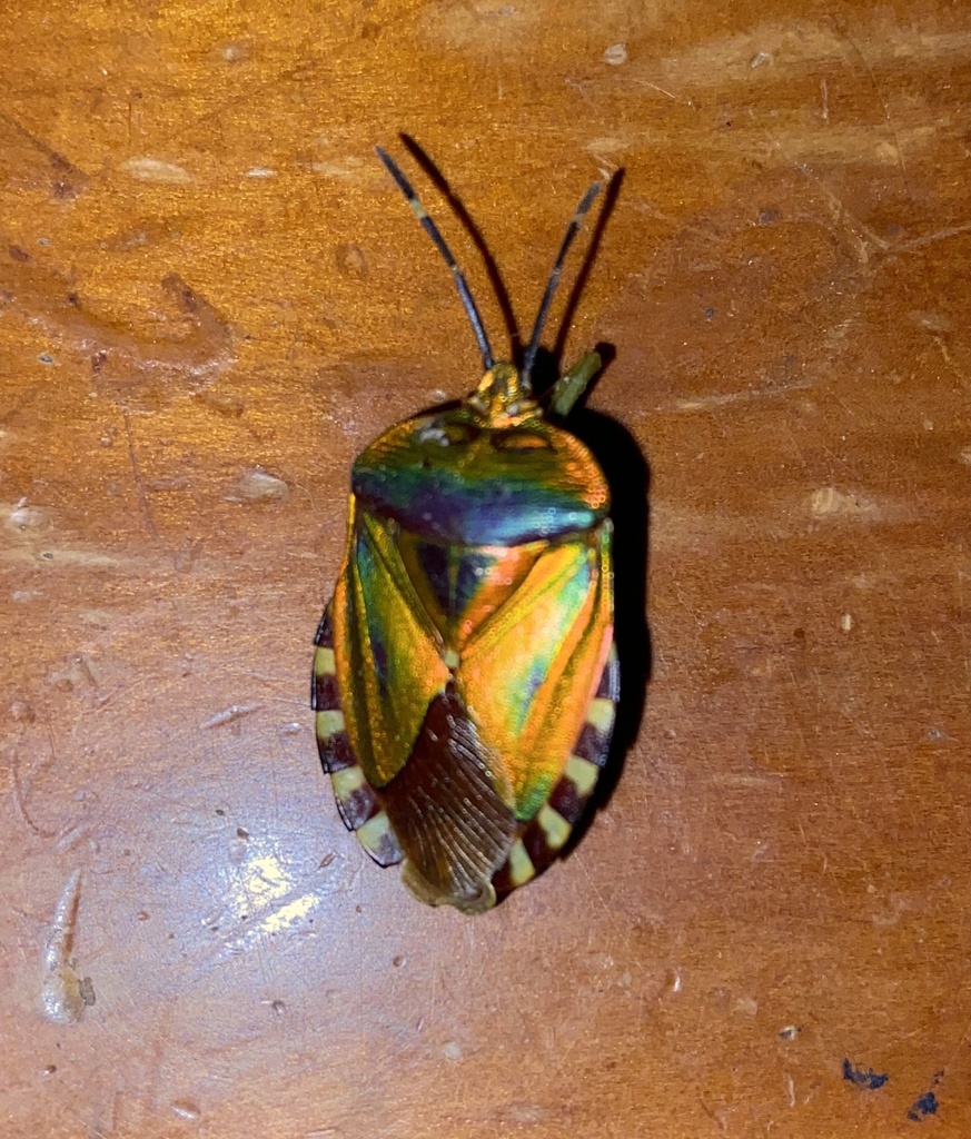 Mattiphus reflexus from Mindanao, Mati City, Davao Oriental, PH on July ...