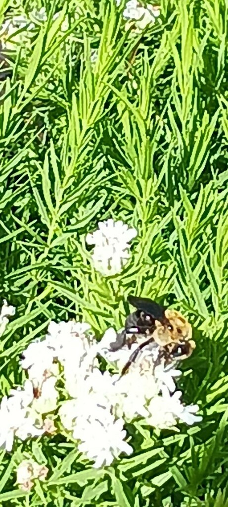 Honey Bees, Bumble Bees, and Allies from 700 E Main St, Edmond, OK ...