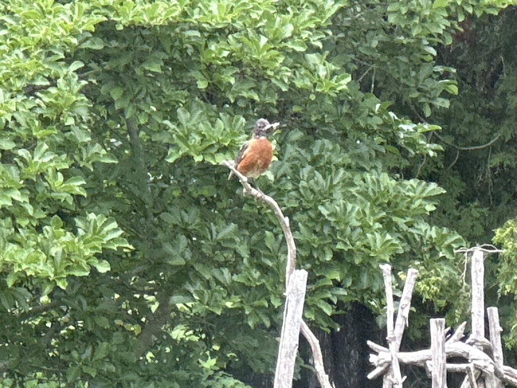 American Robin from Reach Rd, Sedgwick, ME, US on July 17, 2023 at 01: ...