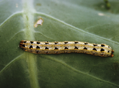 Mediterranean Brocade (Lepidoptera (butterflies and moths) of the ...