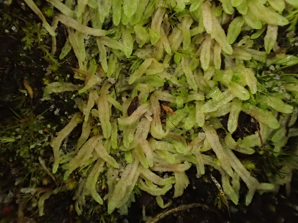 Riccia purpurascens from Silver Mine (Nature Reserve), Cape Town, South ...
