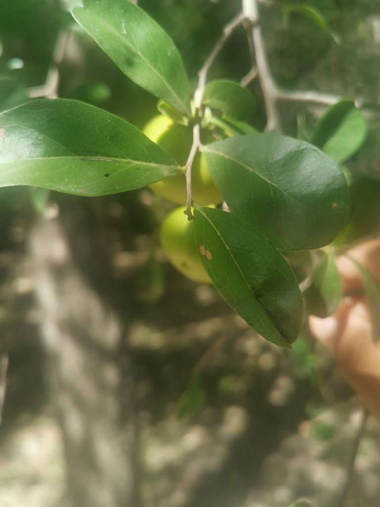 Diospyros palmeri from 4629+3F, 67637 Las Delicias, Nuevo Leon, México ...