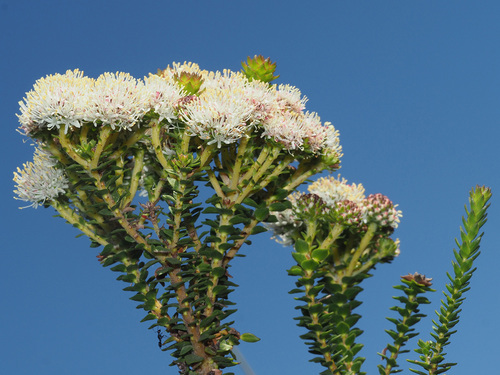 Potberg Kolkol (Berzelia cordifolia) · iNaturalist United Kingdom
