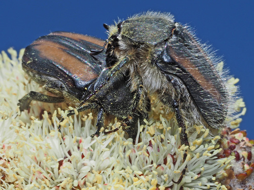 Potberg Protea Chafer (Trichostetha potbergensis) · iNaturalist United ...