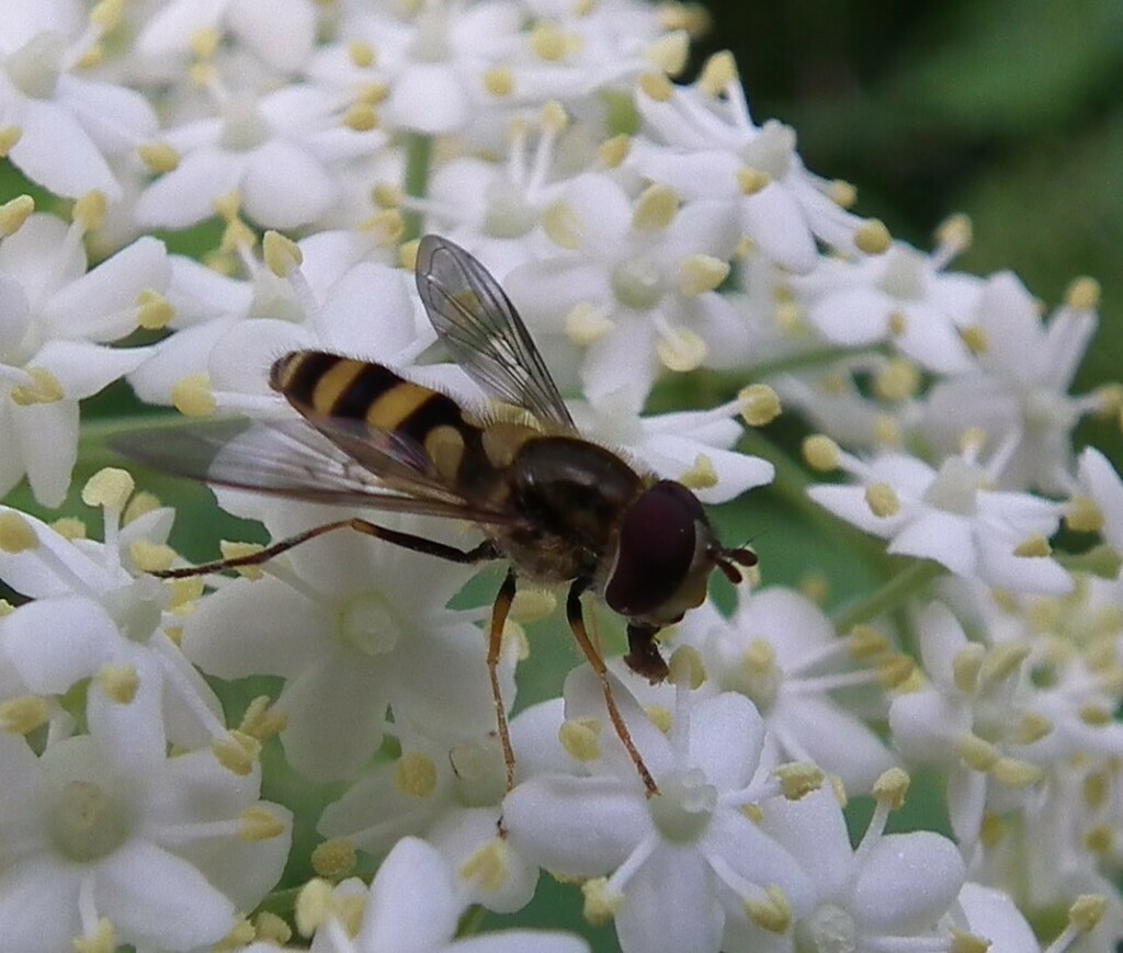 Common Flower Flies from Rimouski, QC, Canada on July 16, 2023 at 07:03 ...