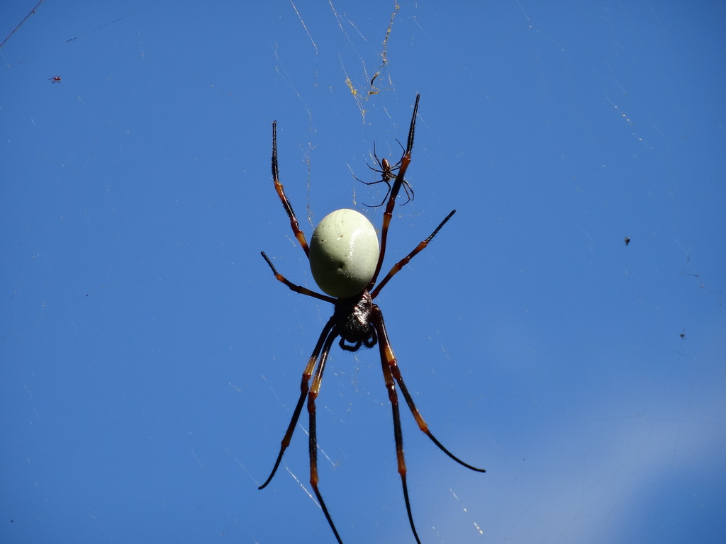Nephila tetragnathoides from Ba, Fidschi on June 07, 2017 at 12:41 AM ...