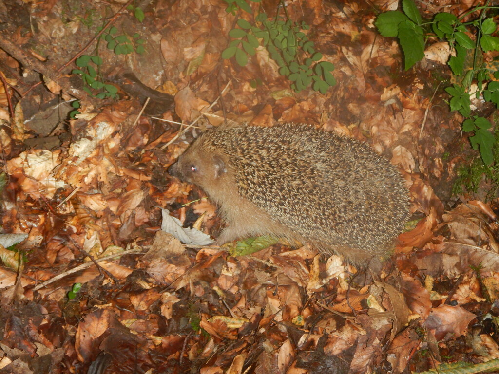 Common Hedgehog from Province of Pistoia, Italy on July 13, 2023 at 09: ...