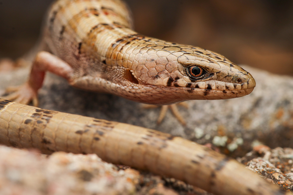 Arizona Alligator Lizard from Coronado National Forest, Pearce, AZ, US ...