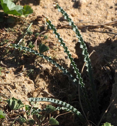 Undulate Sea Squill (Drimia undata) · iNaturalist