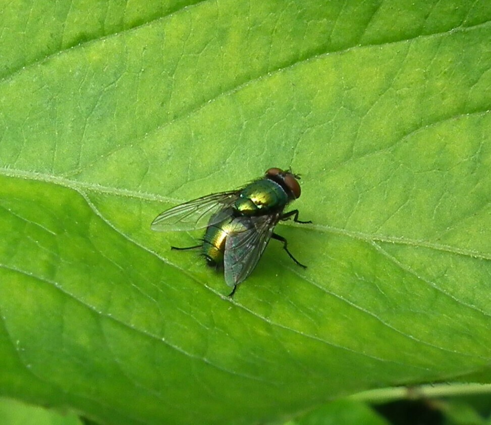 Common European Greenbottle Fly from Rimouski, QC, Canada on July 14 ...