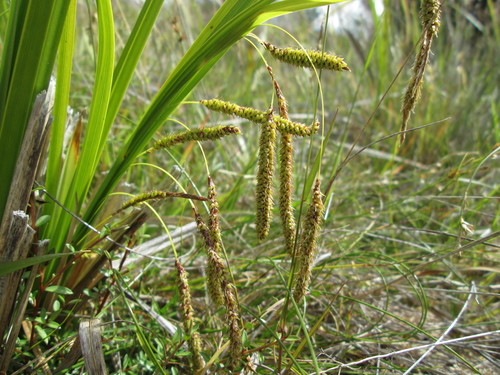 Cutty Grass (Carex coriacea) · iNaturalist