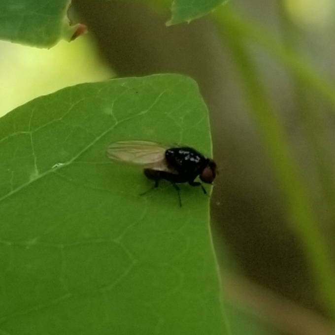 Acalyptrate Flies in July 2023 by TheOneironaut · iNaturalist
