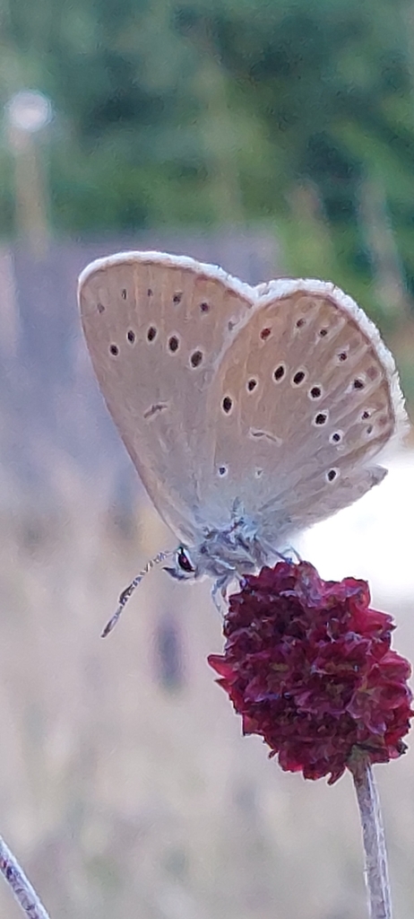 Scarce Large Blue in July 2023 by kastpaul · iNaturalist