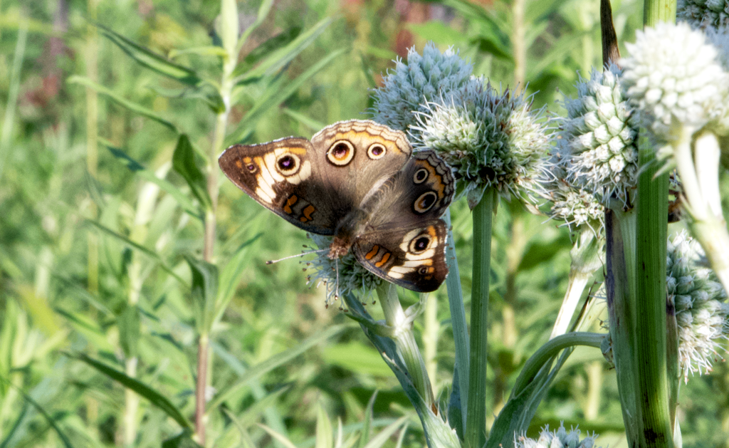 Common Buckeye from Bowling Green, KY, USA on July 13, 2023 at 05:58 PM ...